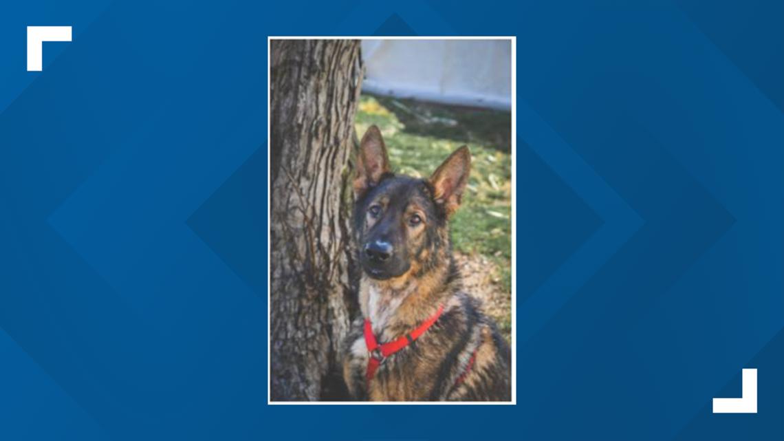 Toledo officer sentenced to probation after animal cruelty case ...