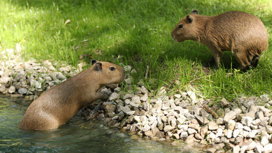 Meet capybaras at this interactive wildlife park | wtol.com