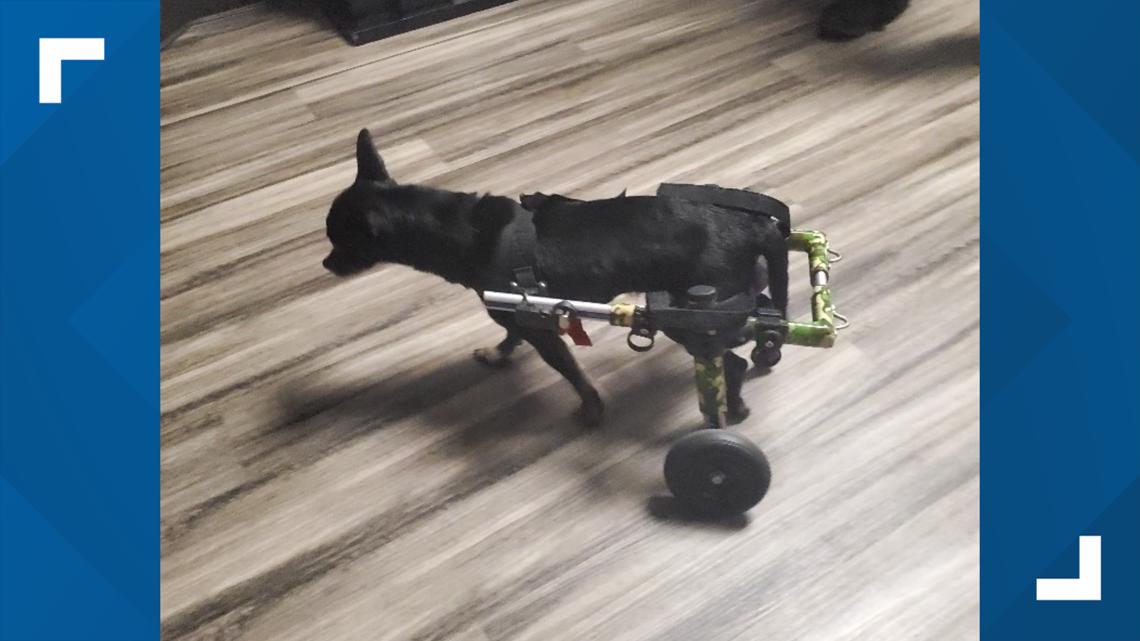 Stray Chihuahua gets new set of wheels; a second chance in life | wtol.com