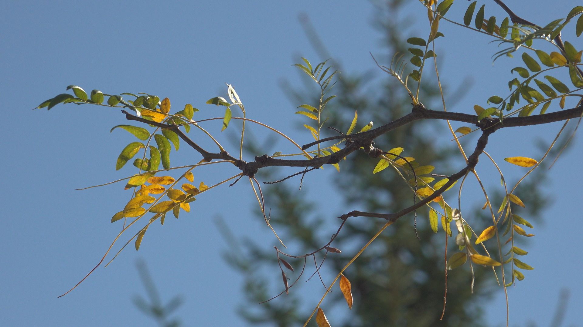Toledo police reveal the city's gang territories | wtol.com