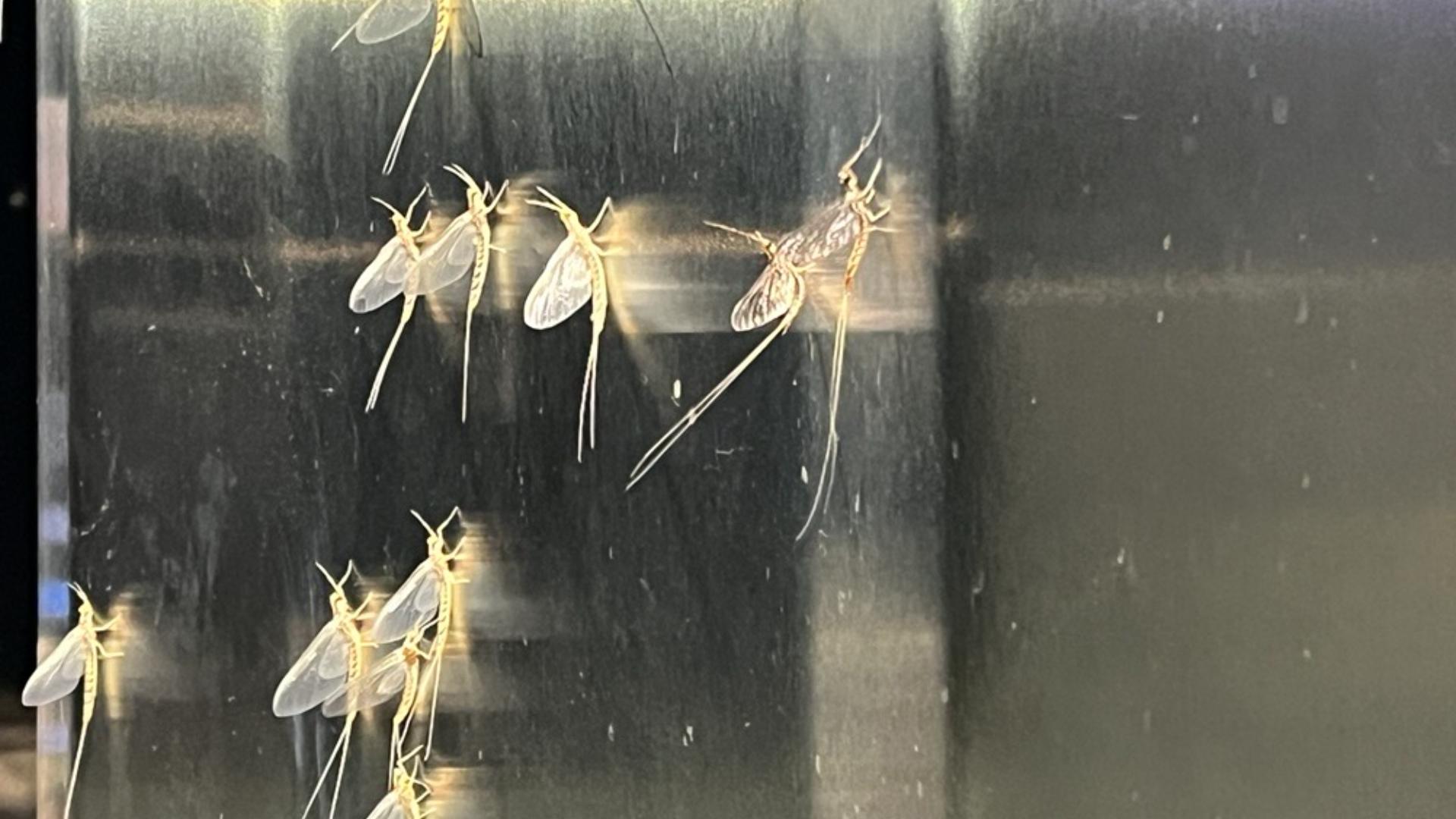 Mayfly season has arrived | wtol.com