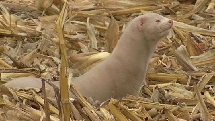 How did 25K-40K minks escape in Van Wert County? | wtol.com