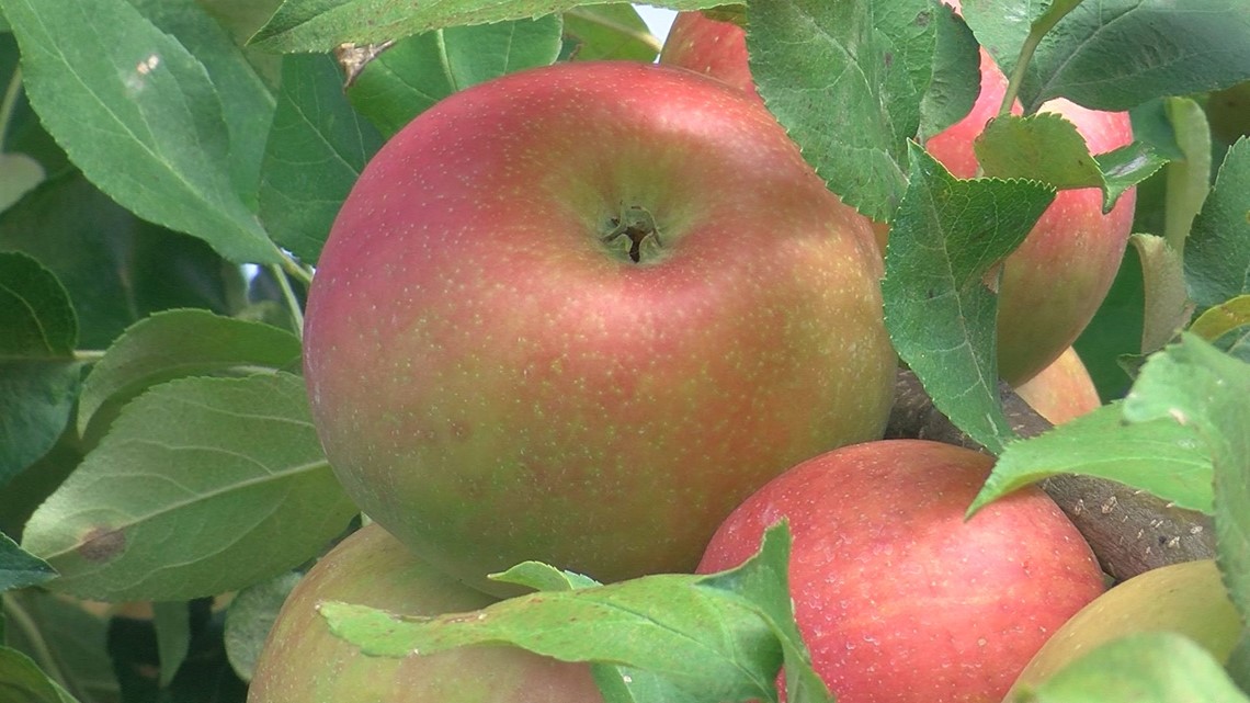 Apple orchards, pumpkin patches in northwest Ohio and southeast ...