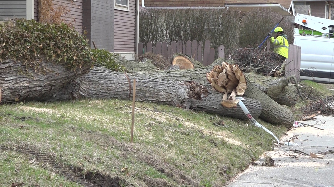 Tree removal companies see increase in calls after wind storms bring ...