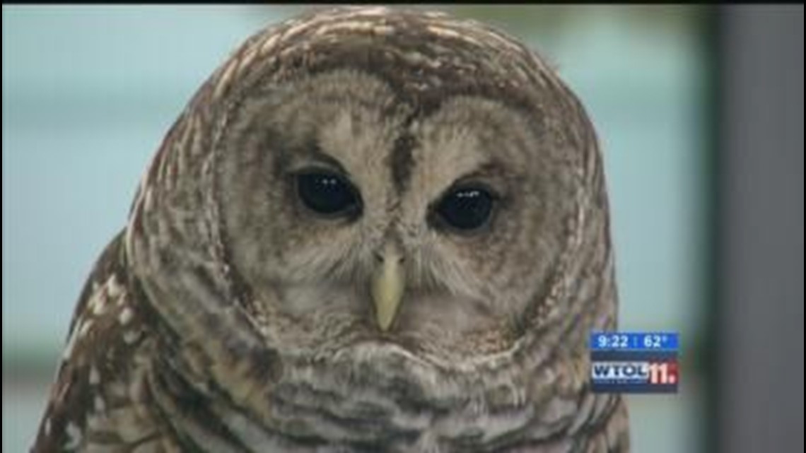 Local non-profit that helps wounded animals aims to expand | wtol.com