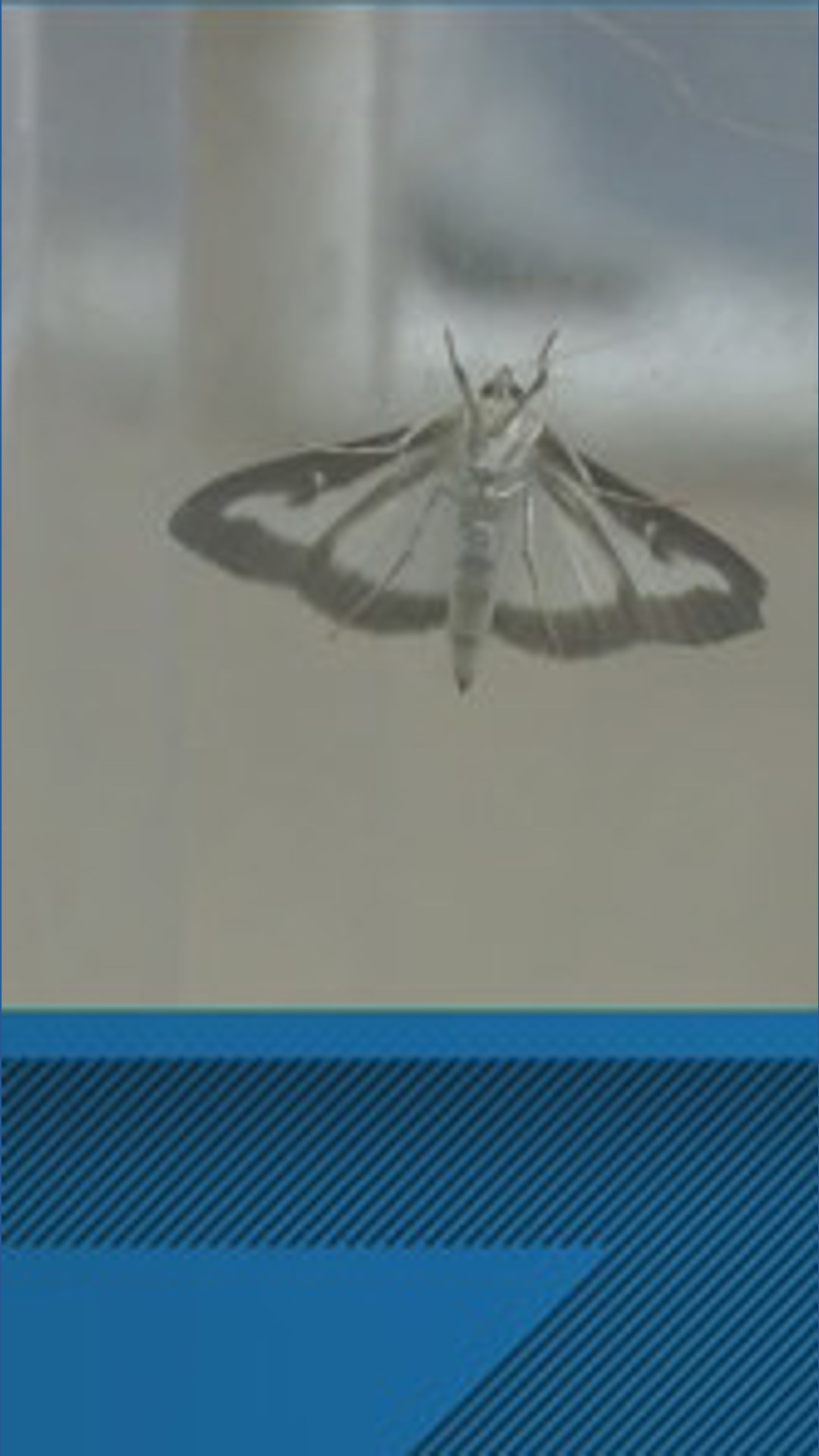 Invasive moth threatens boxwoods in northwest Ohio | wtol.com
