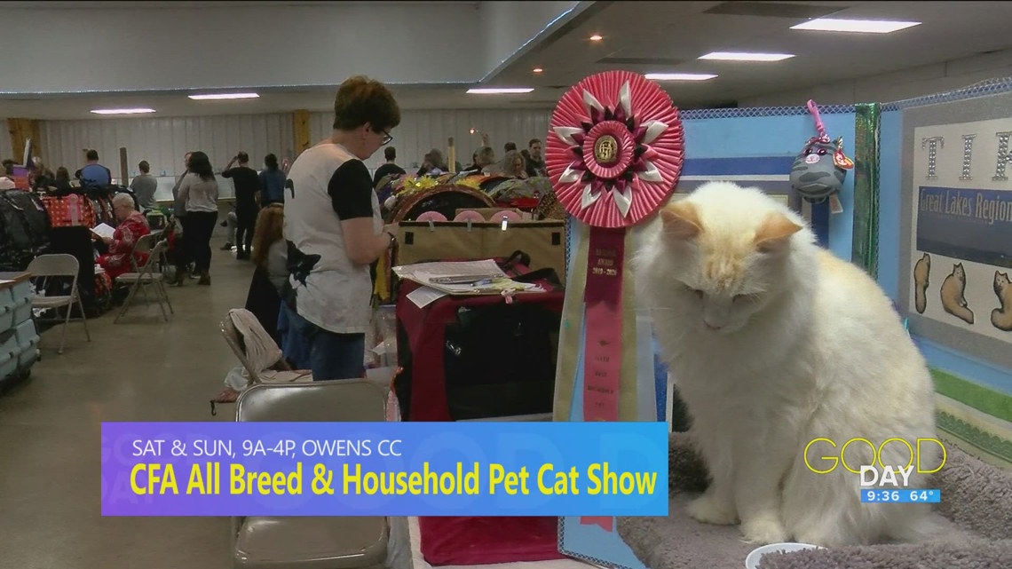 CFA's 'All Breed & Household Pet Cat Show' is the cat's meow | Good Day ...