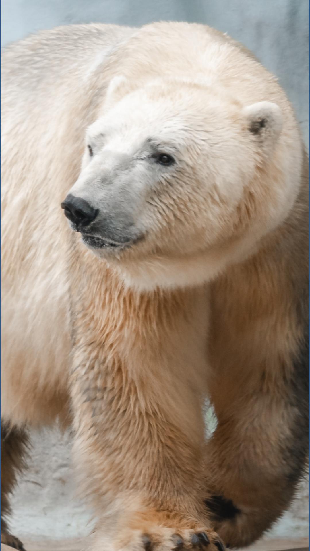 Toledo Zoo closing due to cold weather Monday and Tuesday | wtol.com
