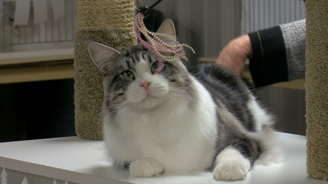 From household pets to grand champion pedigrees, cats | wtol.com