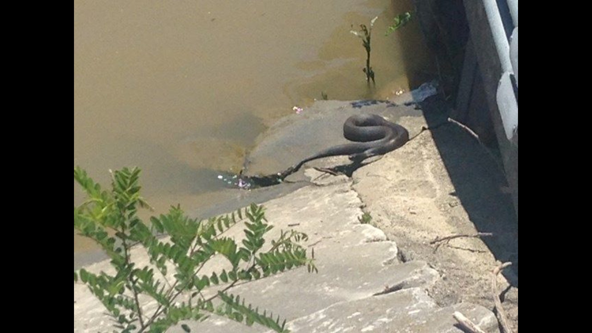 Are the snakes popping up in downtown Toledo dangerous? Only if you try ...