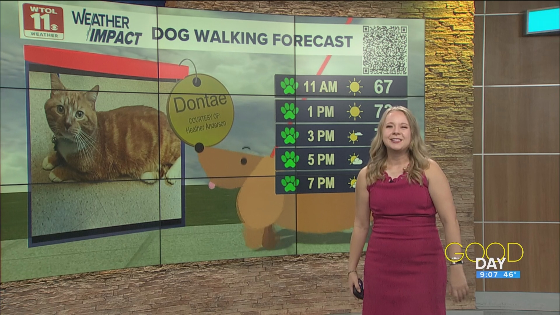 Another great day for the dog walking forecast with 'green paw' weather ...