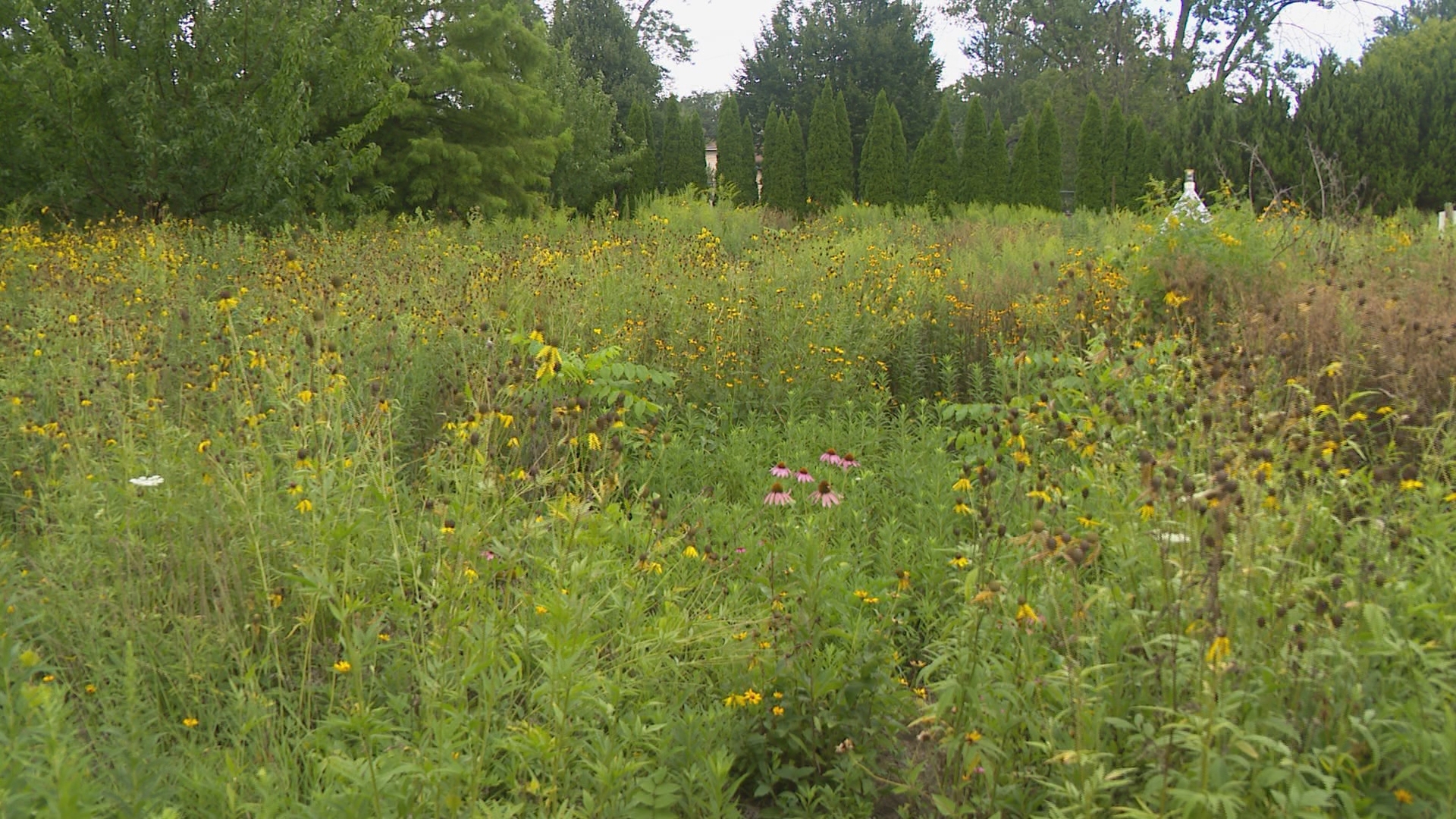 Native prairie plants of northwest Ohio | A breakdown | wtol.com