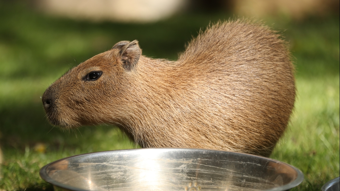 Meet capybaras at this interactive wildlife park | wtol.com