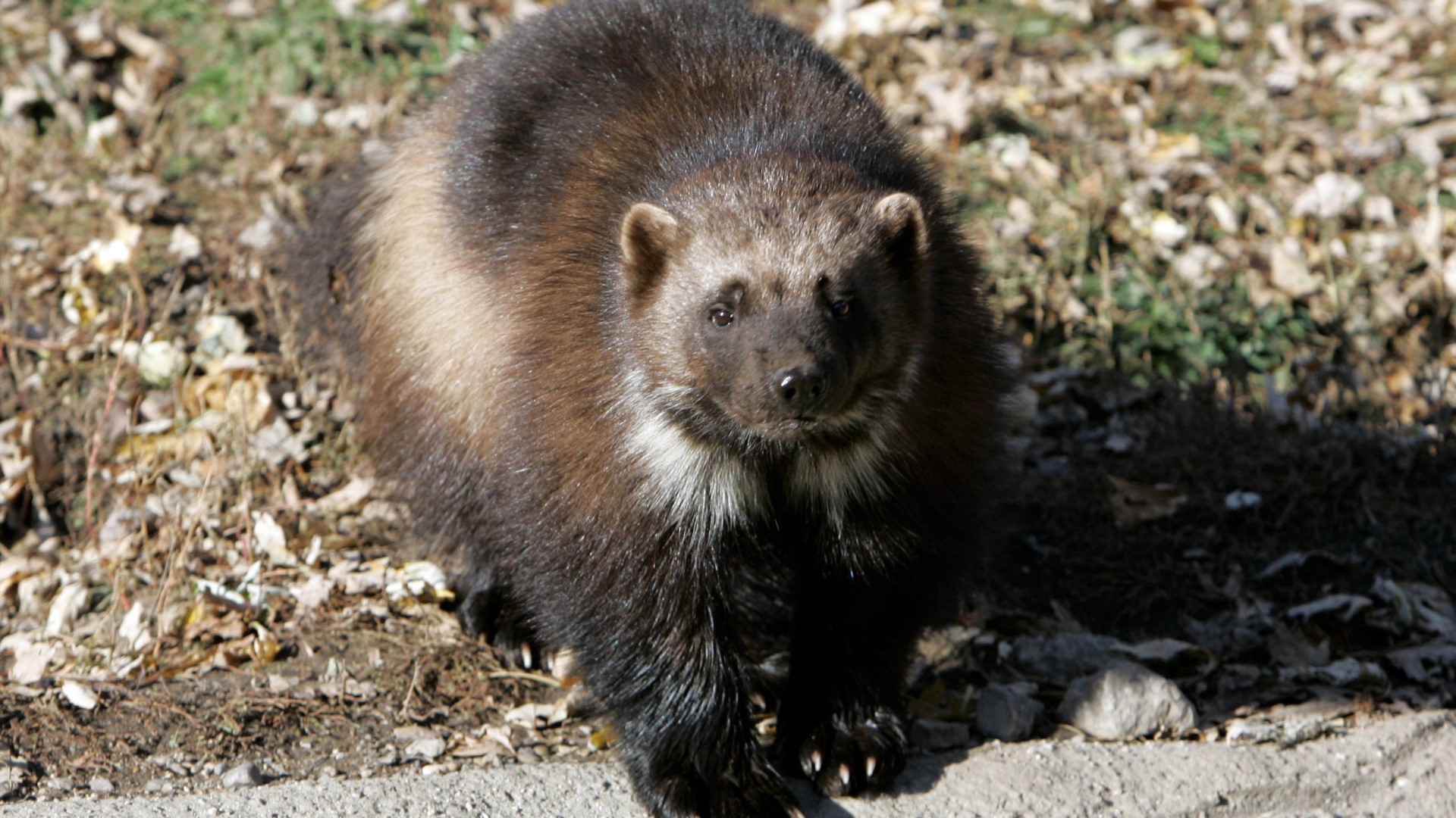 What's a wolverine? Michigan's mascot explained | wtol.com