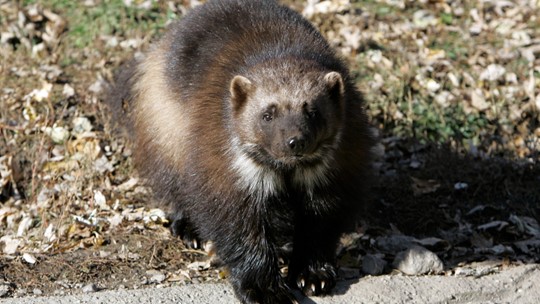 What's a wolverine? Michigan's mascot explained | wtol.com