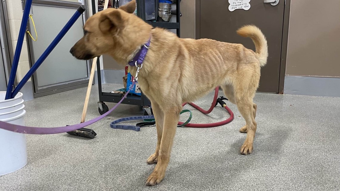 Neglected dogs removed from local home by Toledo Area Humane Society ...