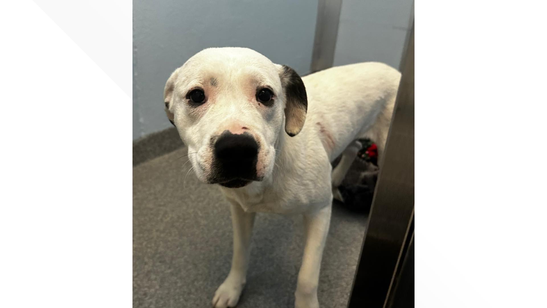 Two dogs rescued from frozen Maumee River in east Toledo | wtol.com