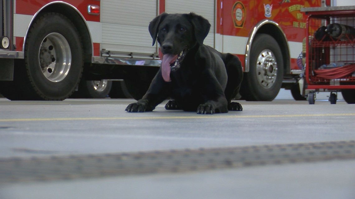 Perrysburg Township fire station dog comforts first responders | wtol.com