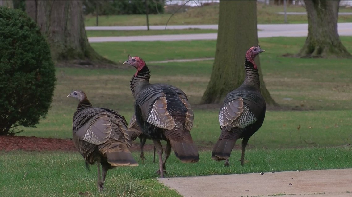 Talking turkey in BG | Wild turkeys strutting their stuff throughout ...