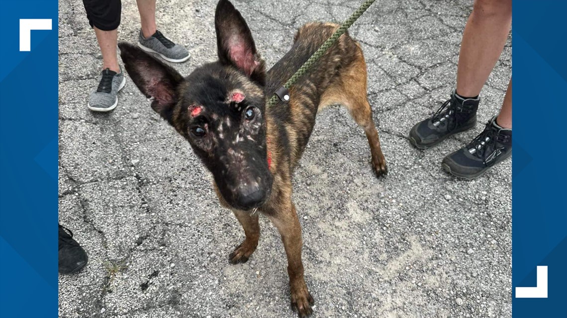 Blind, malnourished, possibly abused dog found in Sylvania | wtol.com