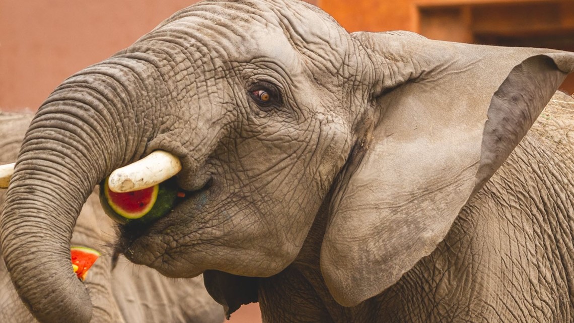 Toledo Zoo elephant Lucas dies age 9 of rare viral infection | wtol.com