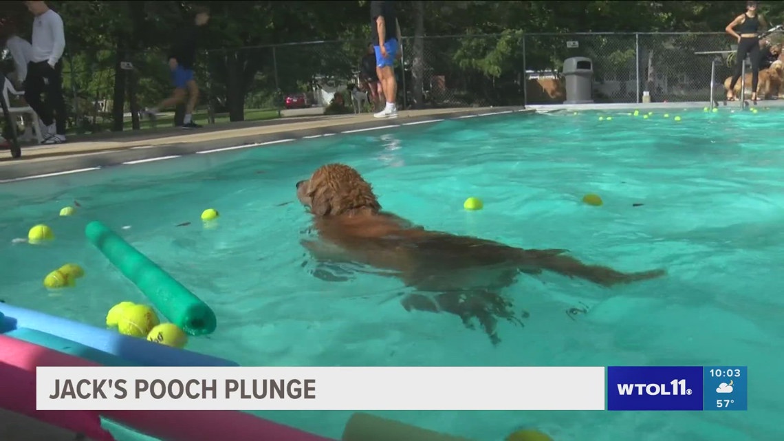 Dog days at Sylvania's Plummer pool | wtol.com