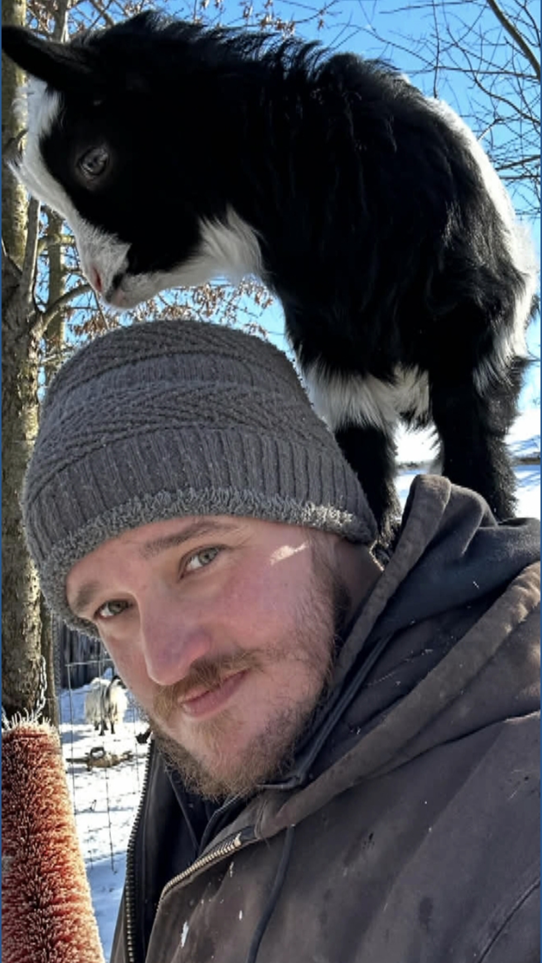 'These are my kids': Fire destroys Temperance man’s goat barn, kills ...