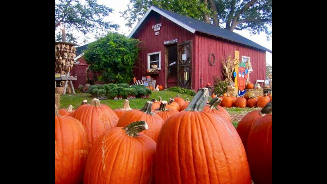 Fleitz Pumpkin Farm opens for the season | wtol.com