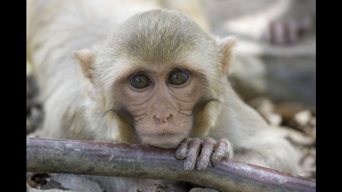 43 monkeys escape South Carolina lab: Expert reacts | wtol.com