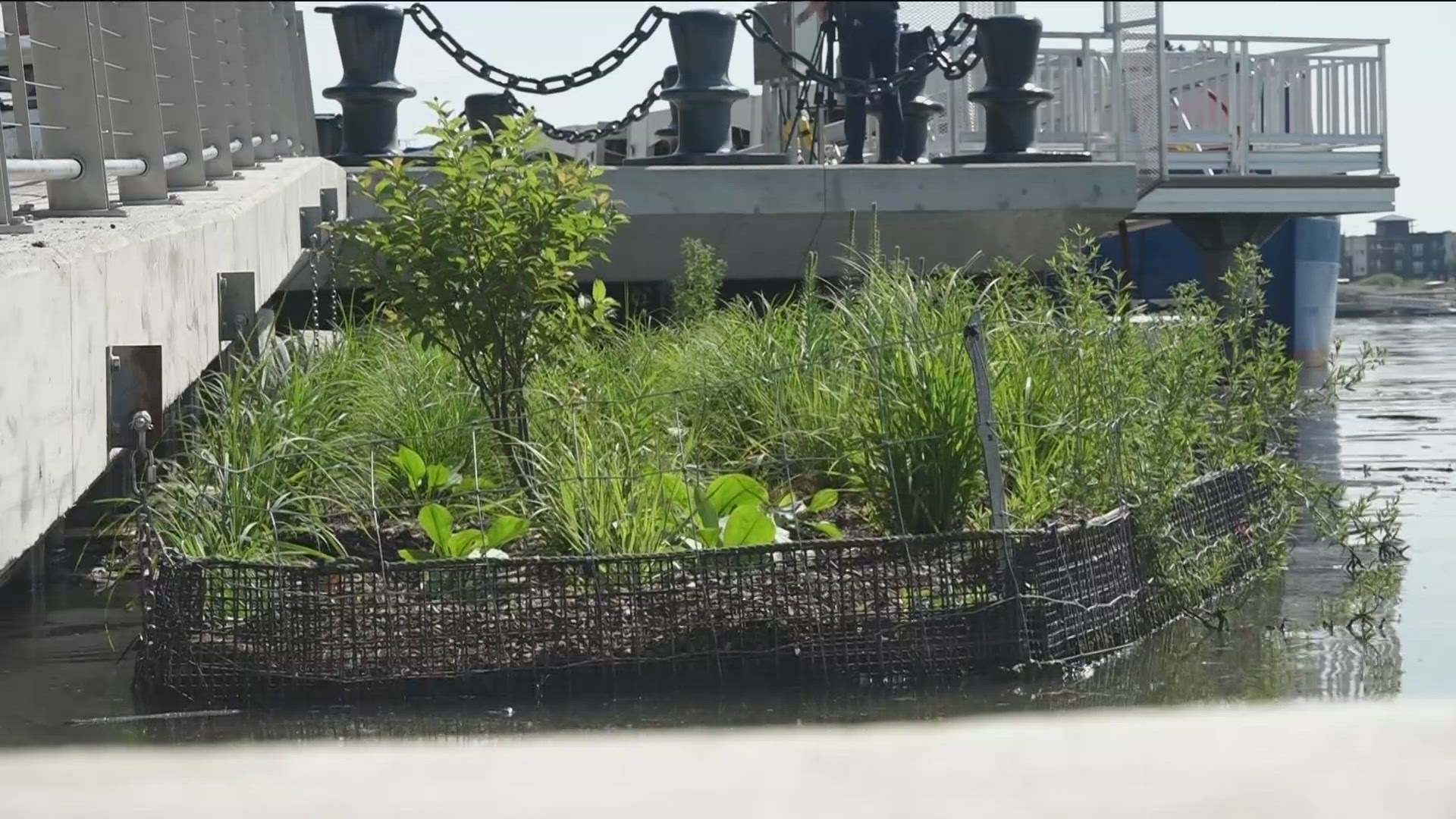 Floating wetlands enhance Toledo's river ecosystem | wtol.com