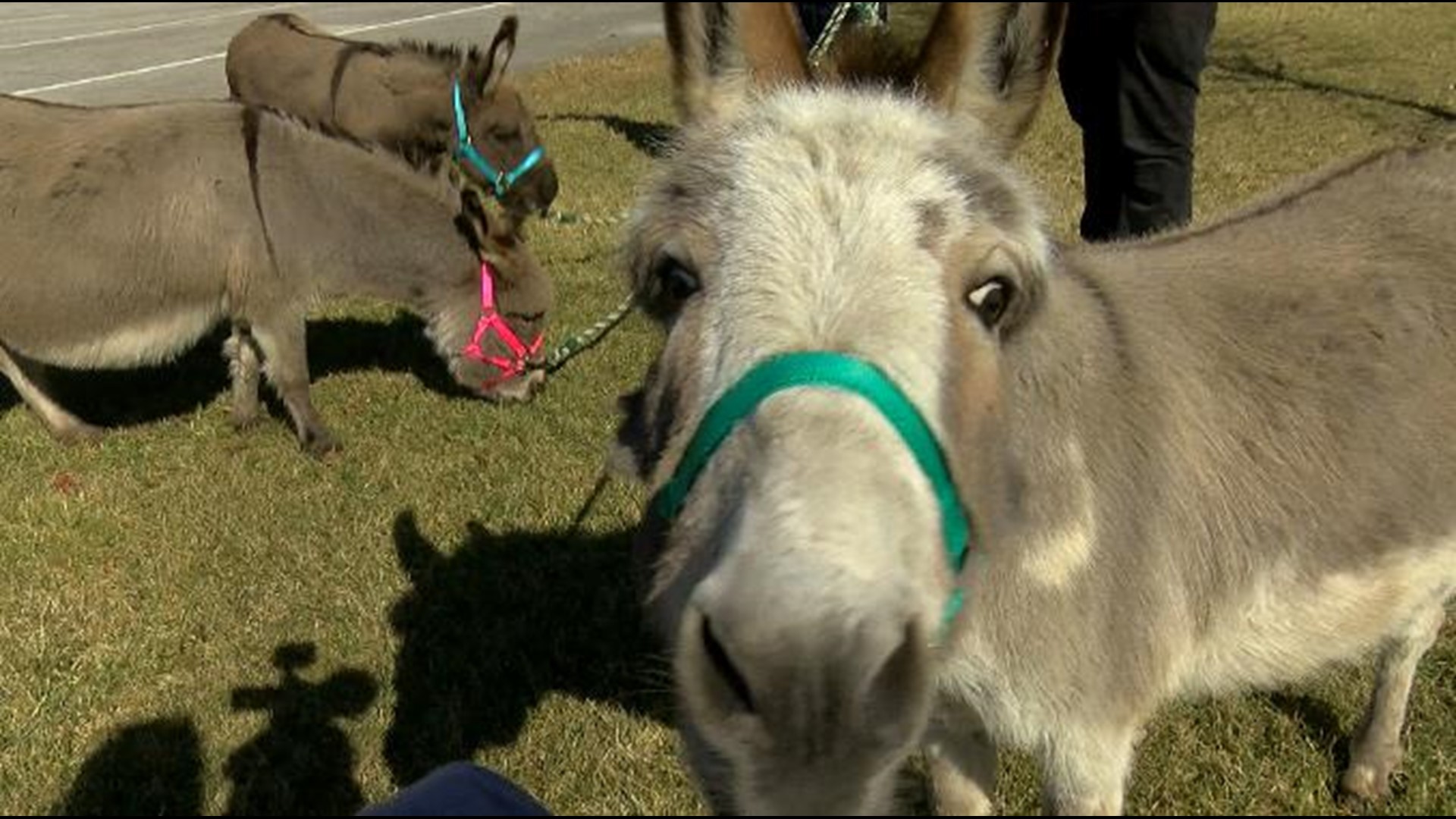 Hee-Haw stars of viral video meet Meteorologist | wtol.com