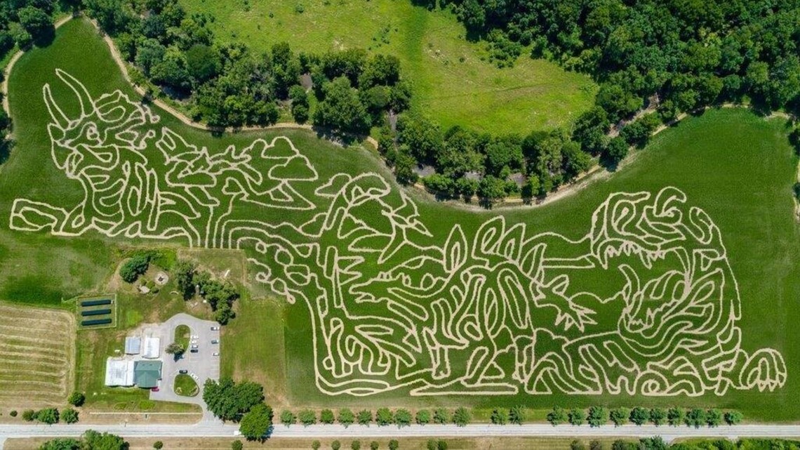Dinosaur-themed corn maze at Butterfly House opens for season | wtol.com
