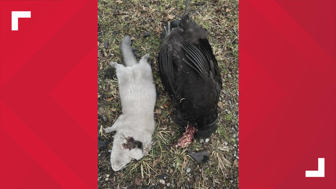 Van Wert farmer plans lawsuit after escaped mink kill livestock | wtol.com
