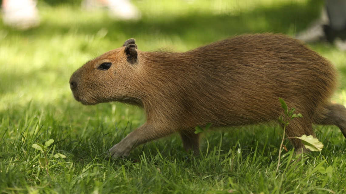 Meet capybaras at this interactive wildlife park | wtol.com