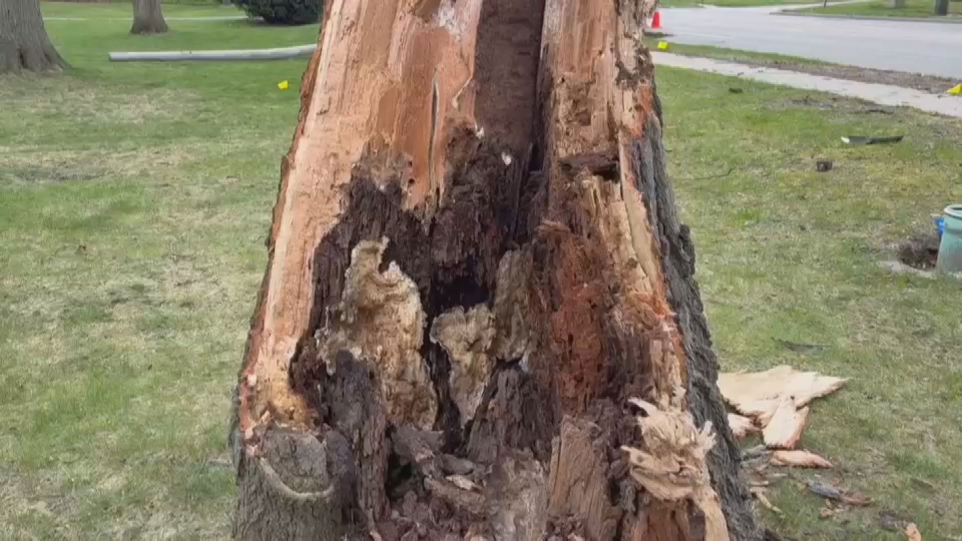 Neighbors react after tree falls on car in west Toledo, killing 1 ...