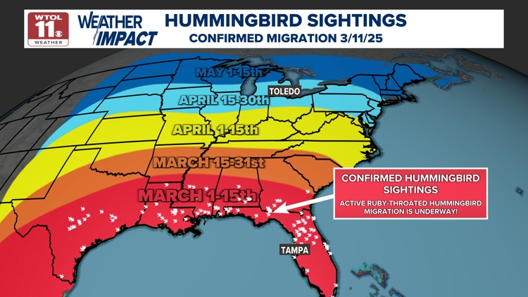Annual ruby-throated hummingbird migration underway. Here's what to know | wtol.com