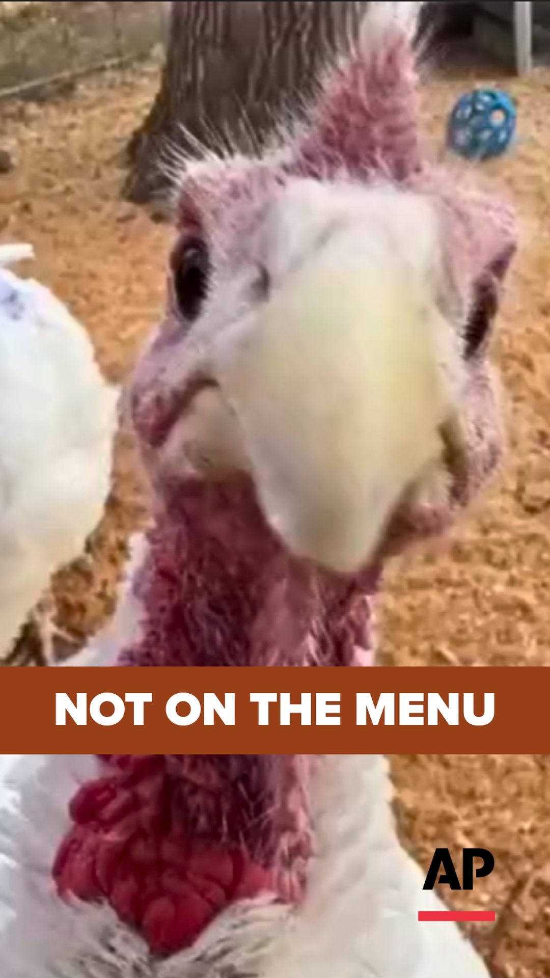 “Adopt a Turkey” | Sanctuaries offer new Thanksgiving tradition | wtol.com