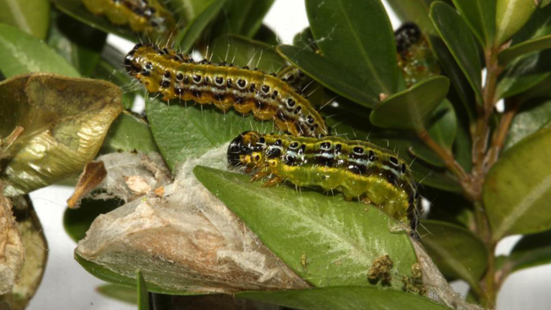 Invasive moth threatens boxwoods in northwest Ohio | wtol.com