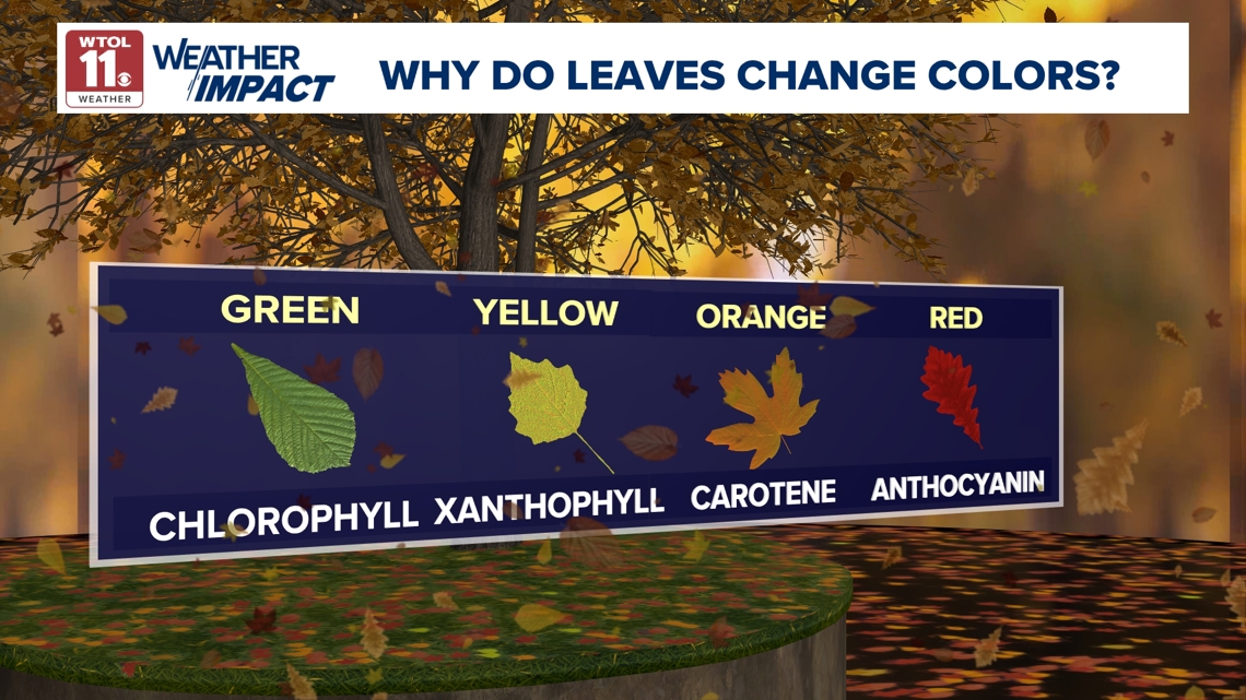 Ohio fall foliage peaks in October with vibrant colors | wtol.com