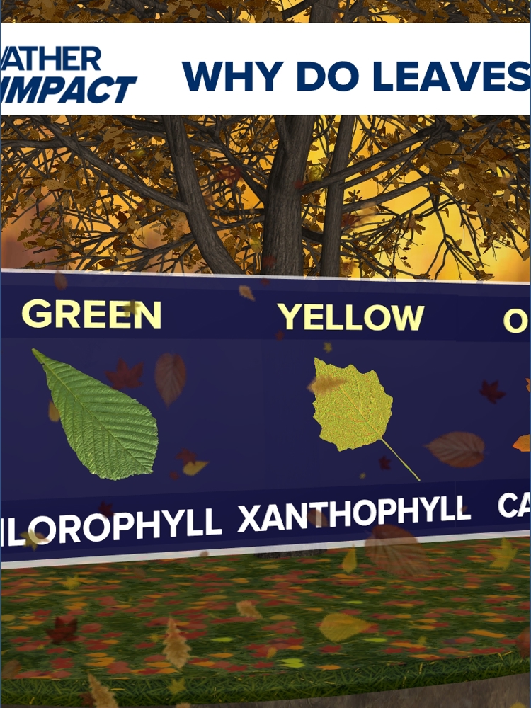 Ohio fall foliage peaks in October with vibrant colors | wtol.com