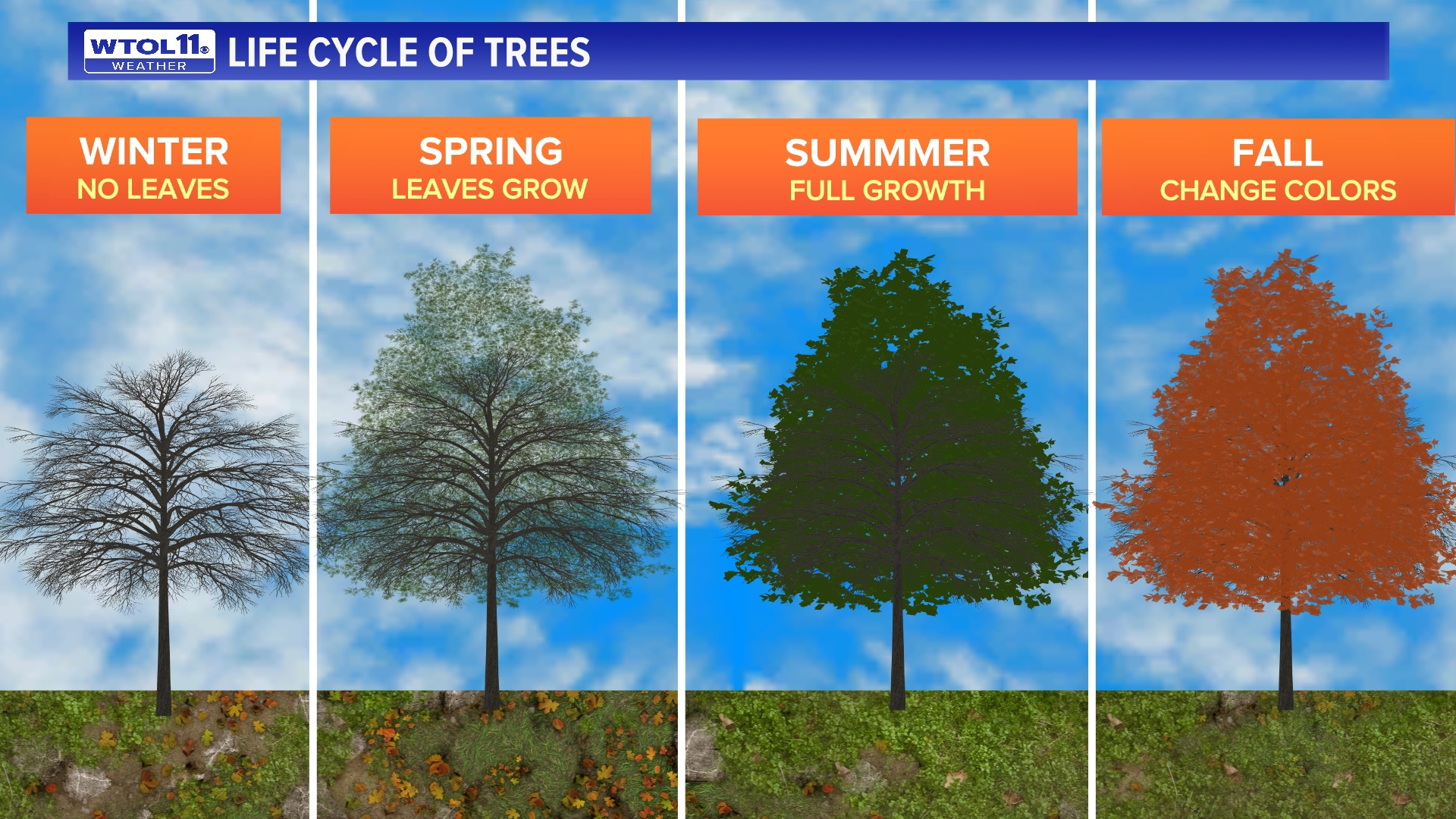 Why do leaves change color and fall in autumn? | wtol.com