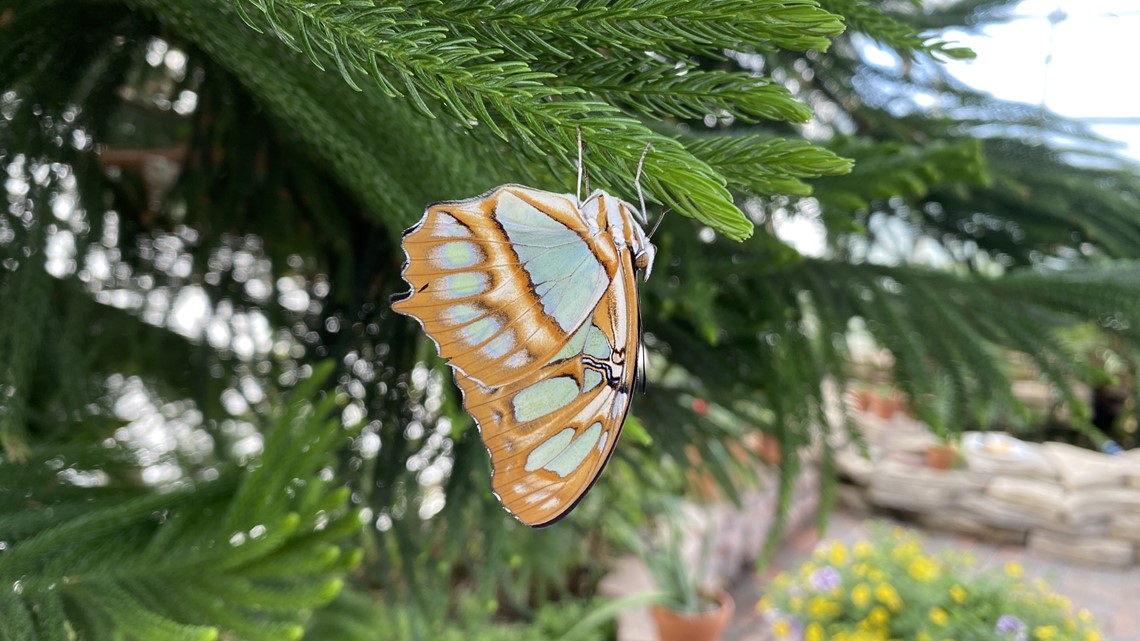 Go 419: Wheeler Farms Butterfly House reopens | wtol.com