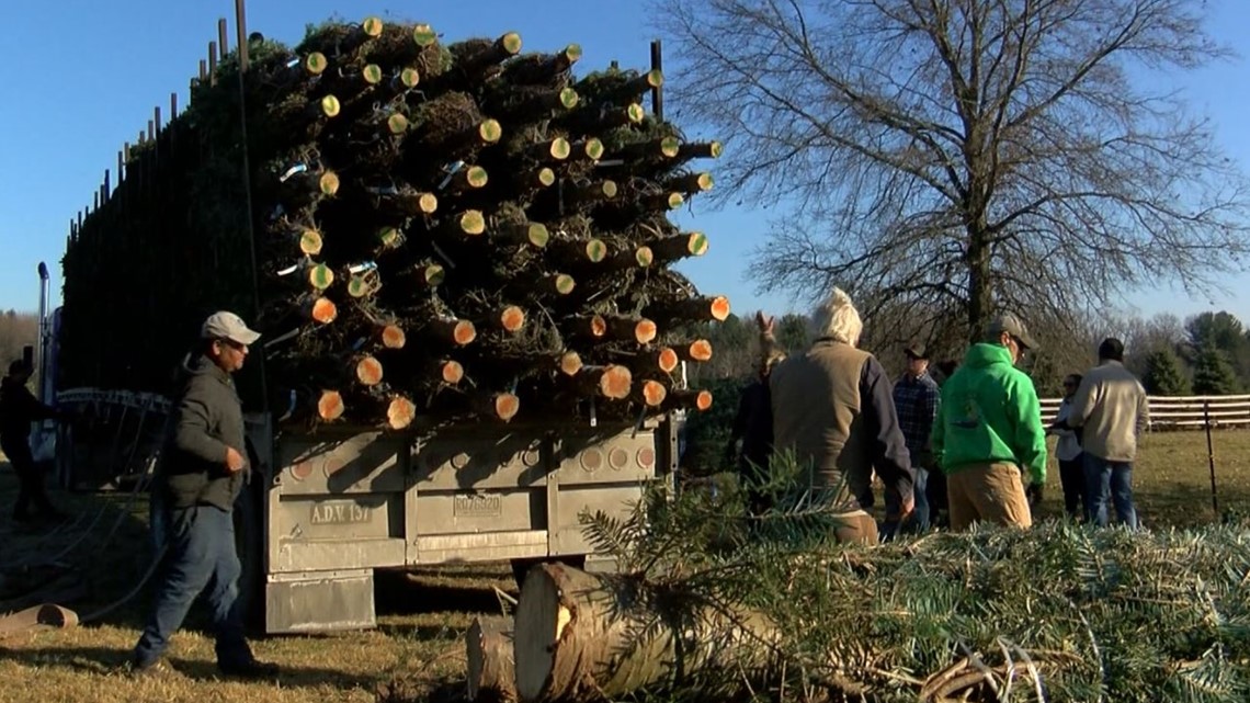 X-mas trees not immune to inflation pressures | wtol.com