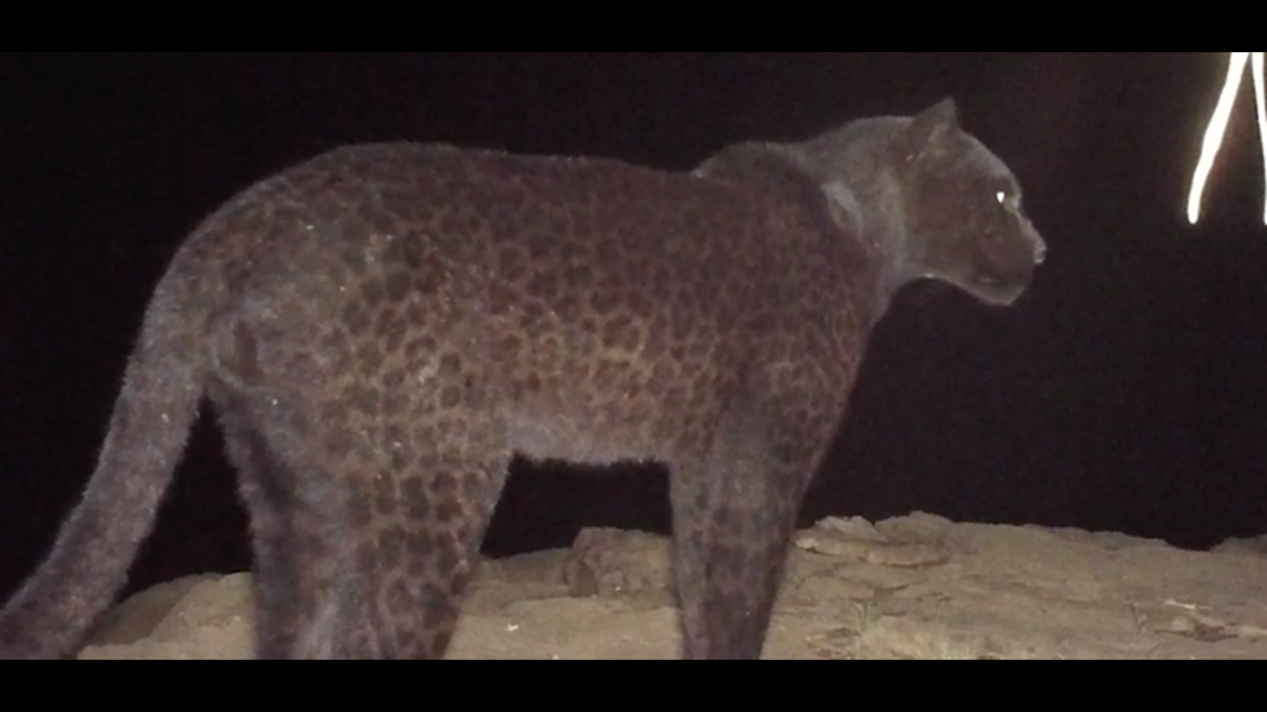 Rare ‘black panthers’ captured on camera in Kenya | wtol.com