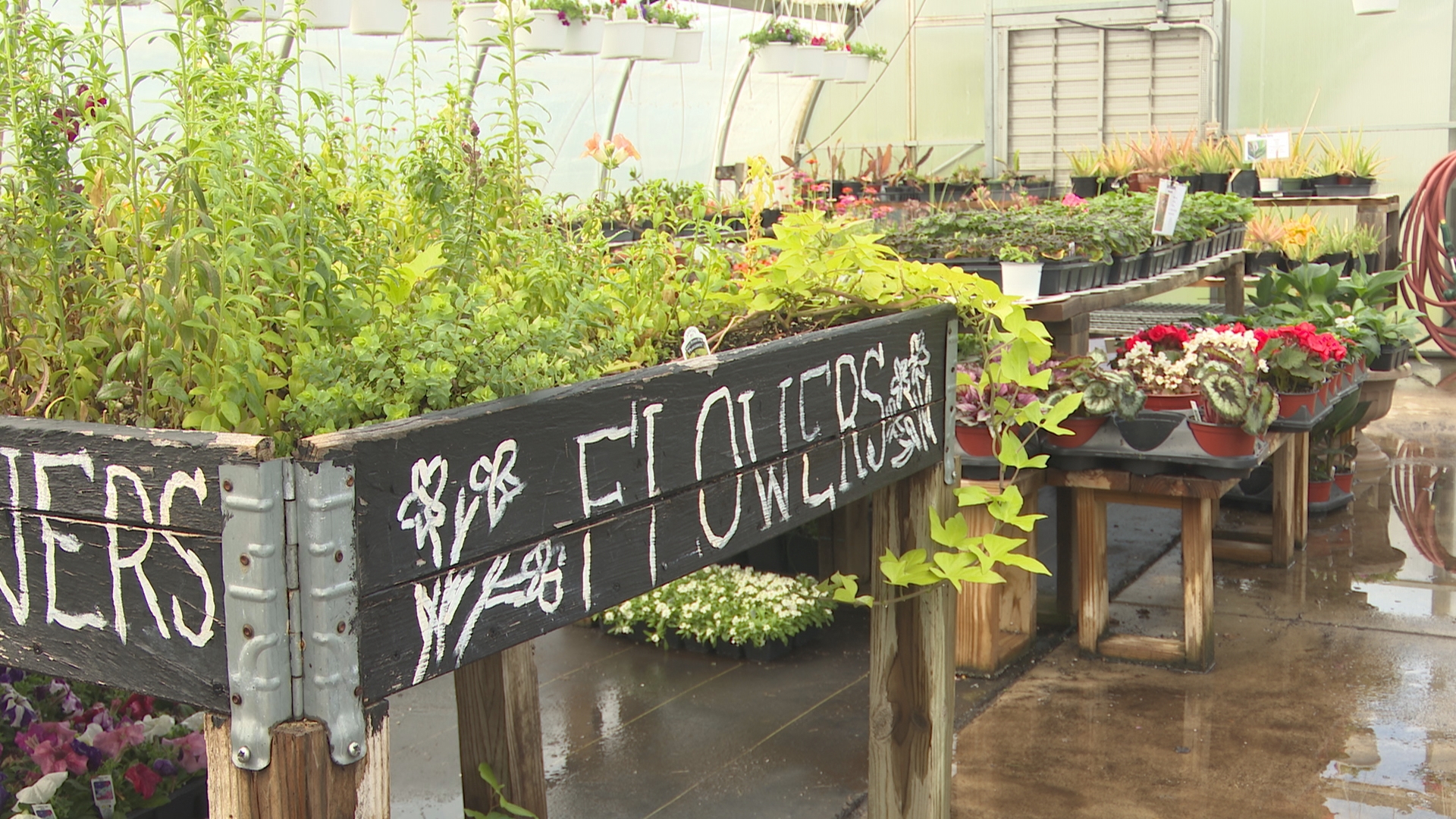 Sunshine Communities plant sale highlights work and pride of greenhouse ...