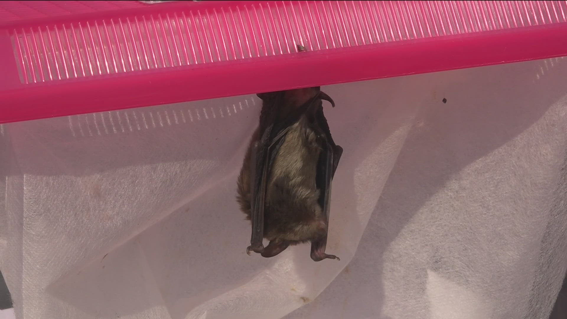 What wildlife officials want you to know about bats and rabies | wtol.com