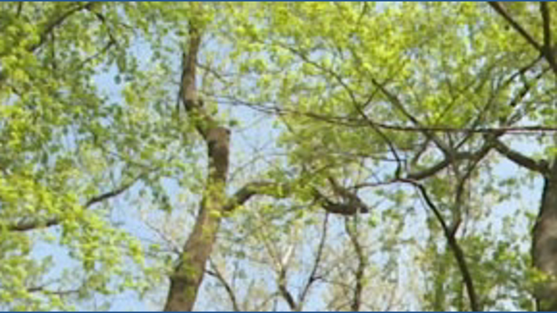Pearson Metropark inducted into Old-Growth Forest Network as Ohio's ...