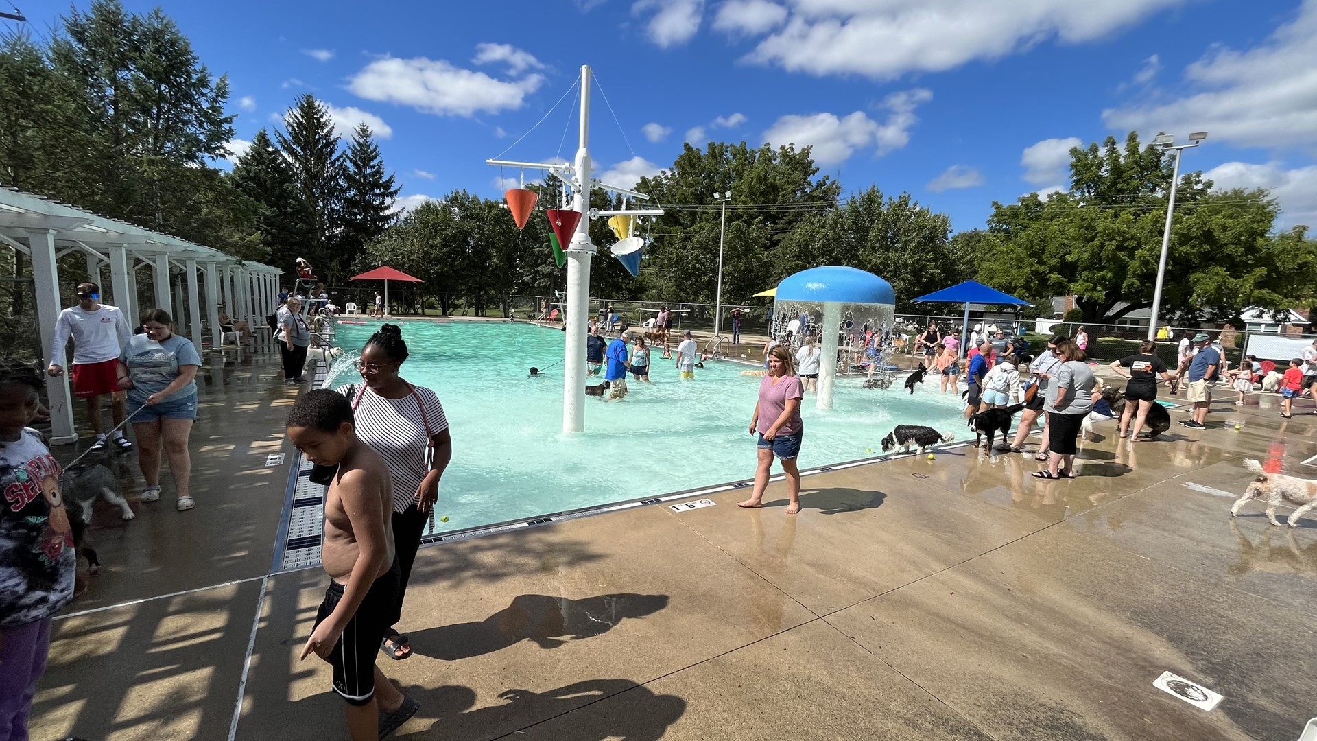 Dogs take over Sylvania pool | wtol.com