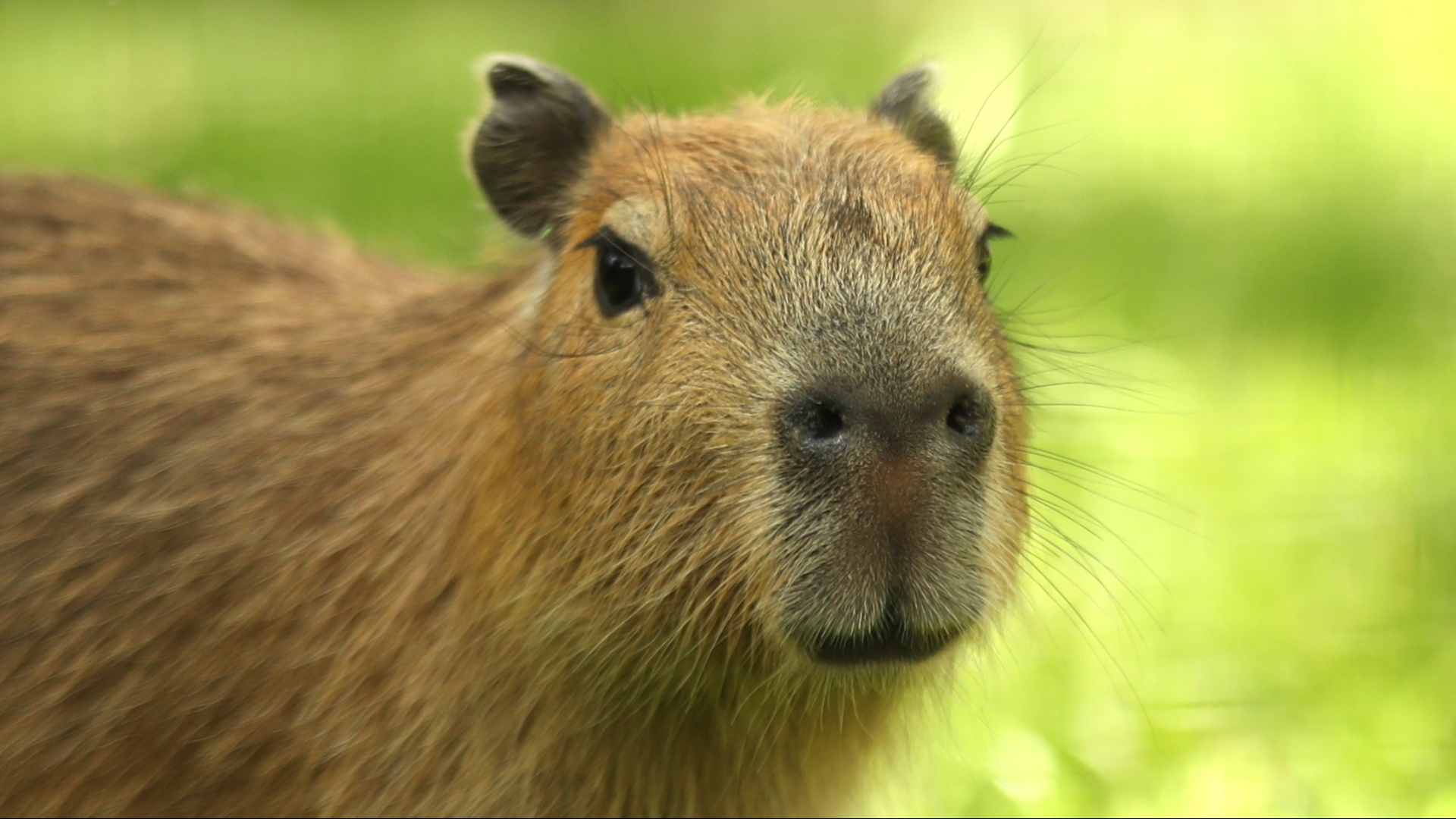Meet capybaras at this interactive wildlife park | wtol.com