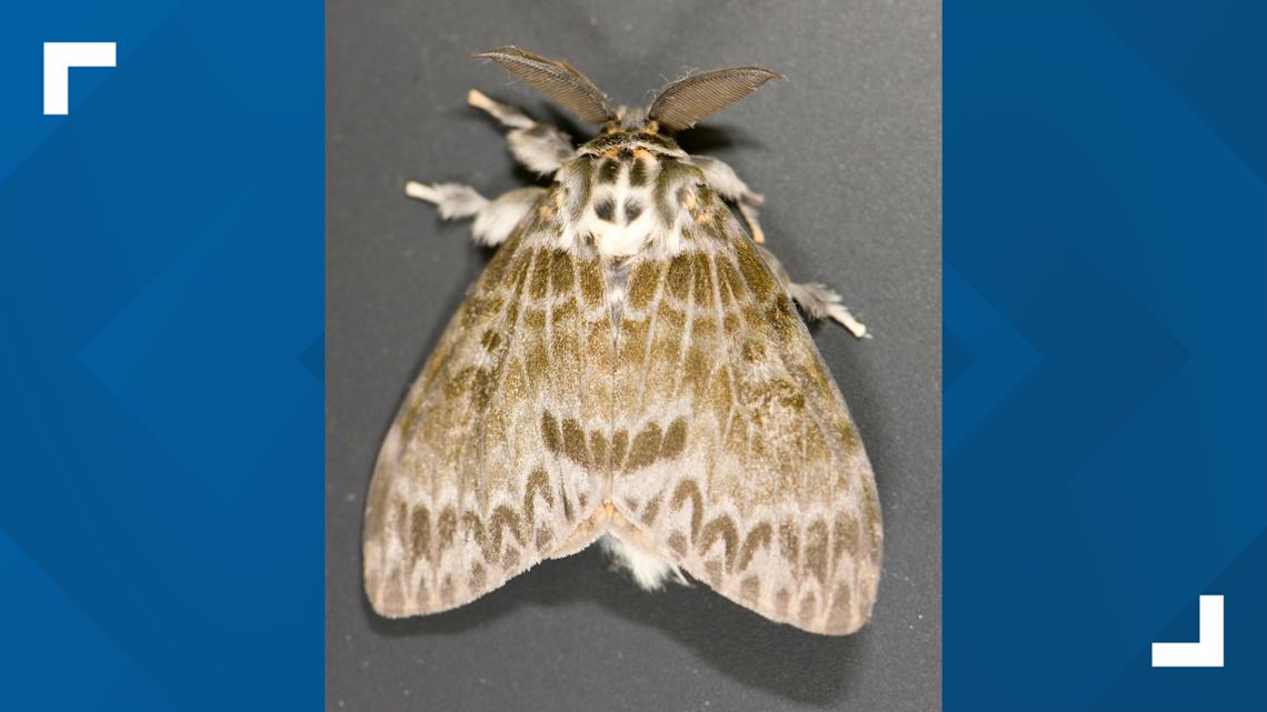 Spongy moth treatments planned in 5 Ohio counties | wtol.com